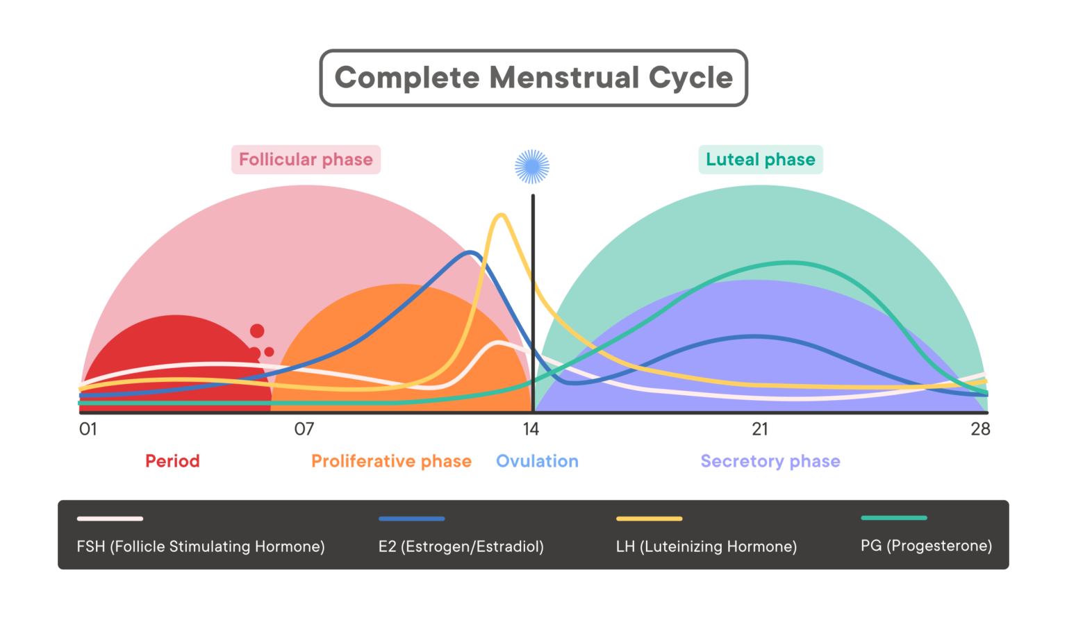 why does the menstrual cycle stop during menopause - Digi Web Global